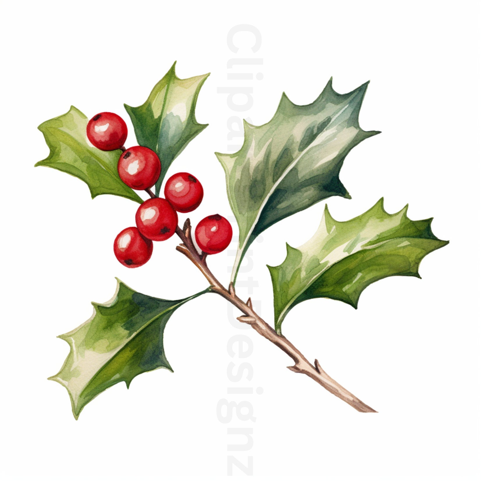 10 aquarelles de houx de Noël, lot de 10 cliparts de haute qualité ...