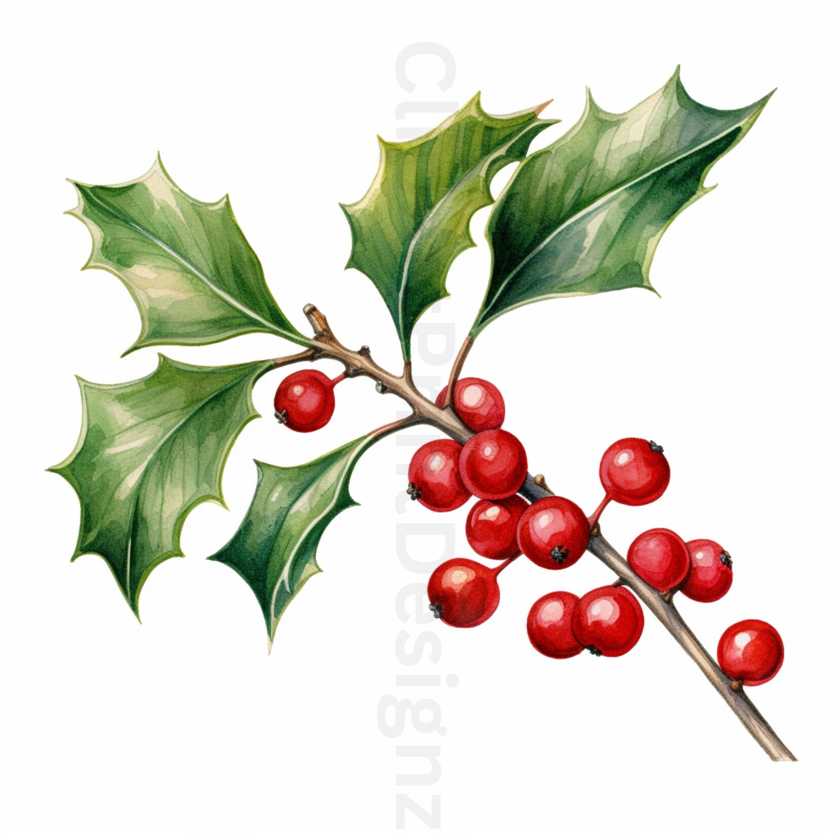 10 Watercolor Christmas Holly, High Quality Clipart Bundle, Commercial ...