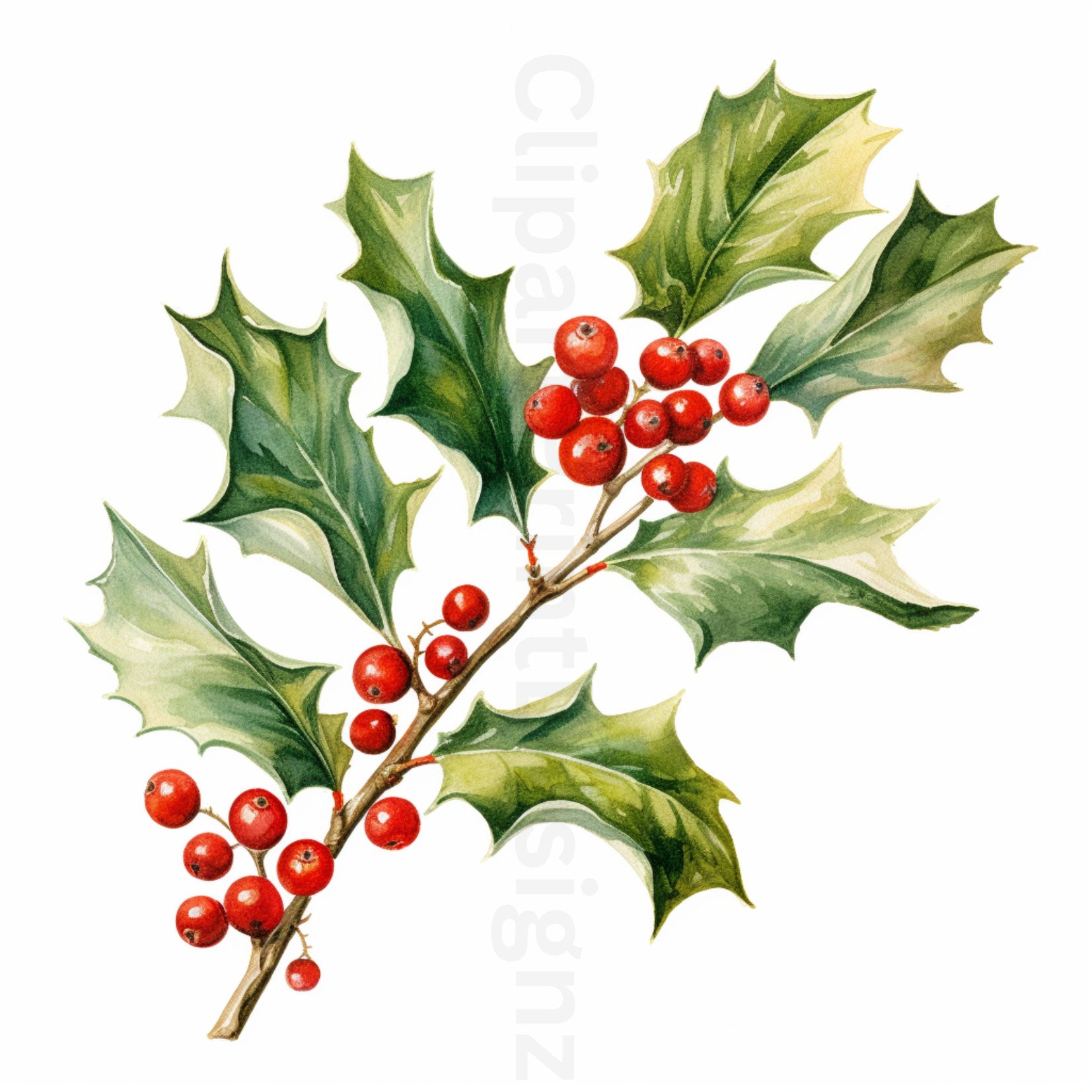 10 Watercolor Christmas Holly, High Quality Clipart Bundle, Commercial ...