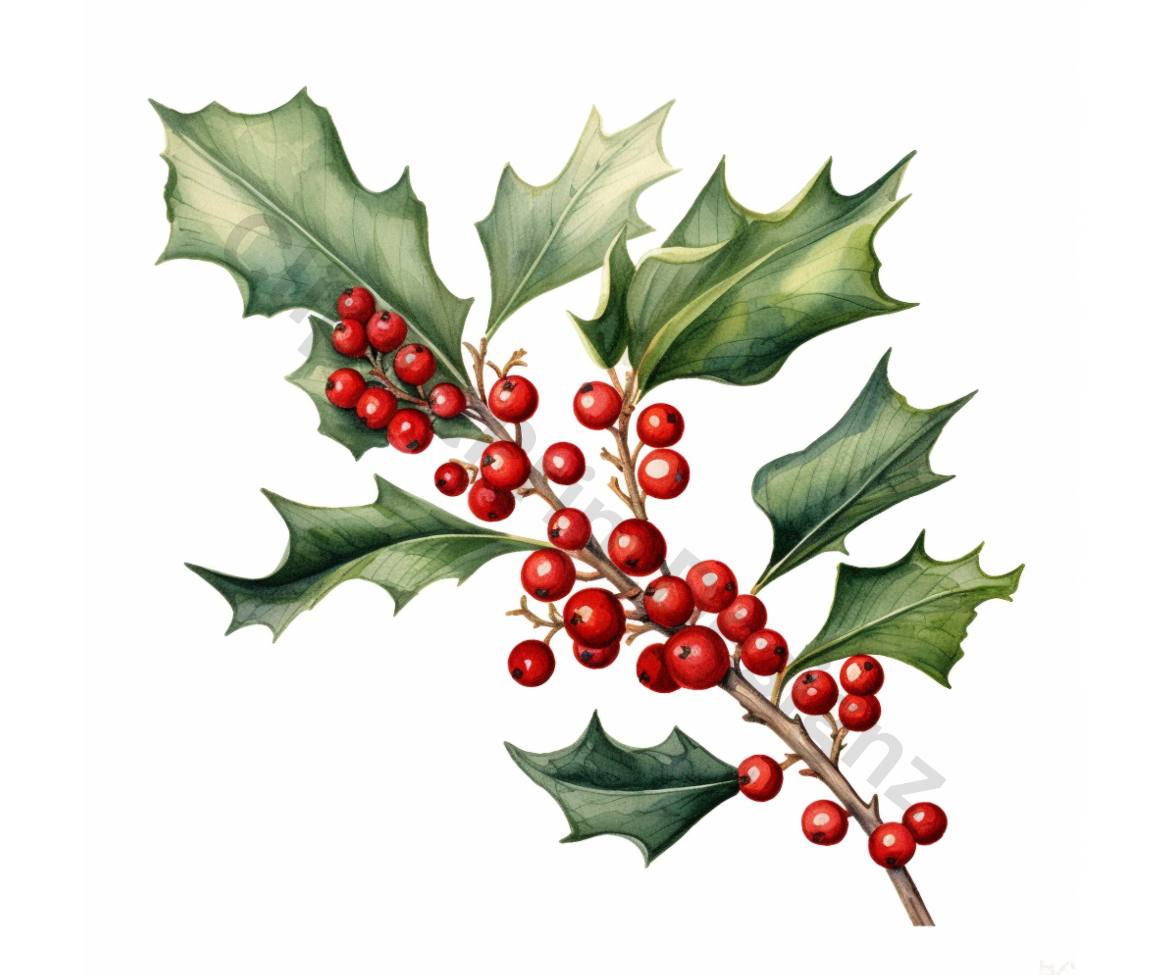 10 Watercolor Christmas Holly High Quality Clipart Bundle - Etsy Australia