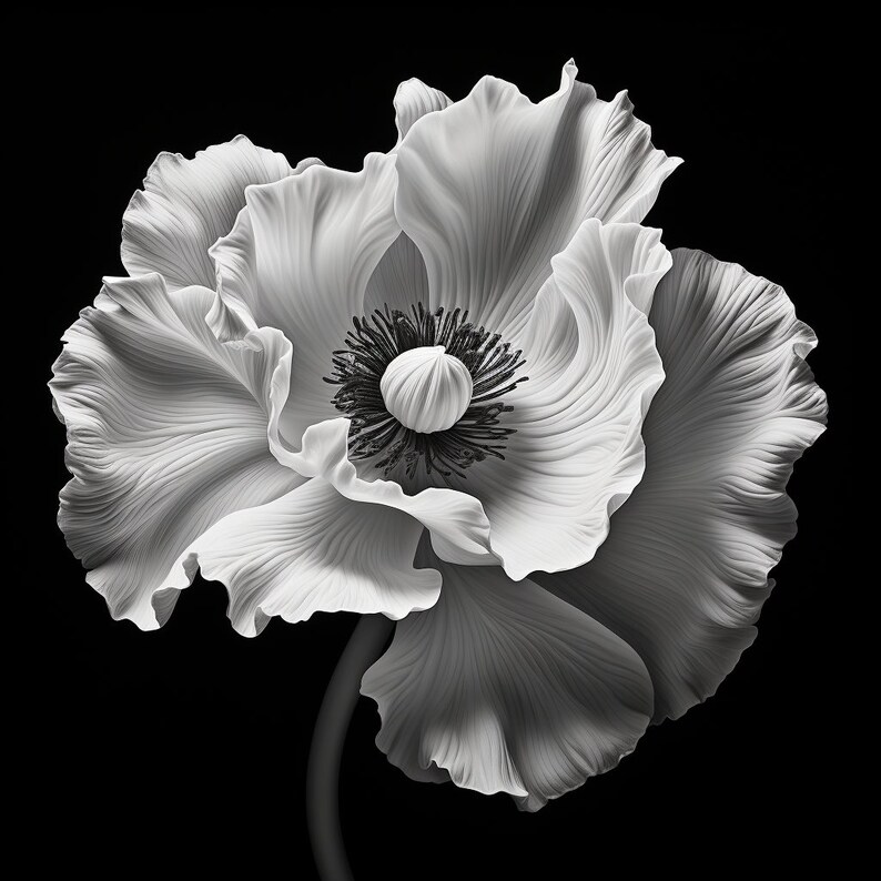 Black and White Poppy Wall Art, Floral Wall Art, Printable Digital Art, Instant Download, 300 ...