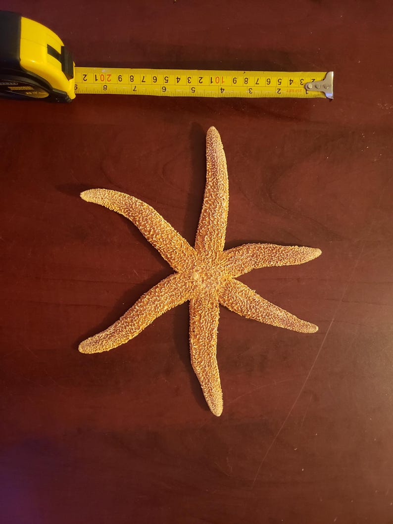 Very Rare Natural 6-pointed Starfish, Almost Perfect for Collectors or ...