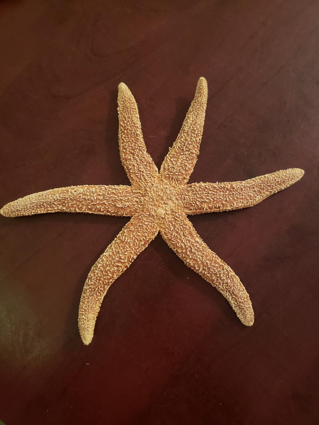 Very Rare Natural 6-pointed Starfish, Almost Perfect for Collectors or ...
