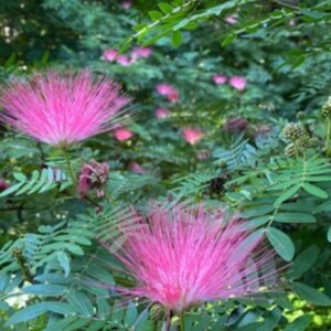 Pink Powder Puff Tree (calliandra Surinamensis) Grows as a Bush 15’ to ...