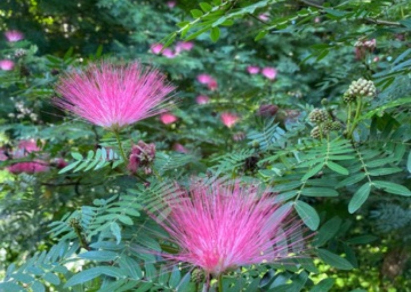 Pink Powder Puff Tree (calliandra Surinamensis) Grows as a Bush 15’ to ...