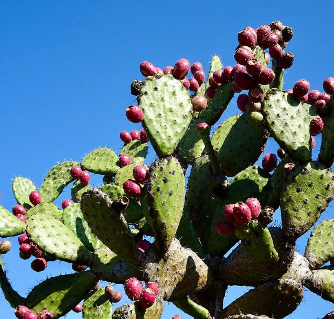 Opentia Cactus( Opuntia Ficus-indica - Etsy