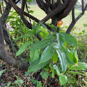 Insulin Plant (costus Igneus) Rhizome and a Growing Bud. 3”plant If ...