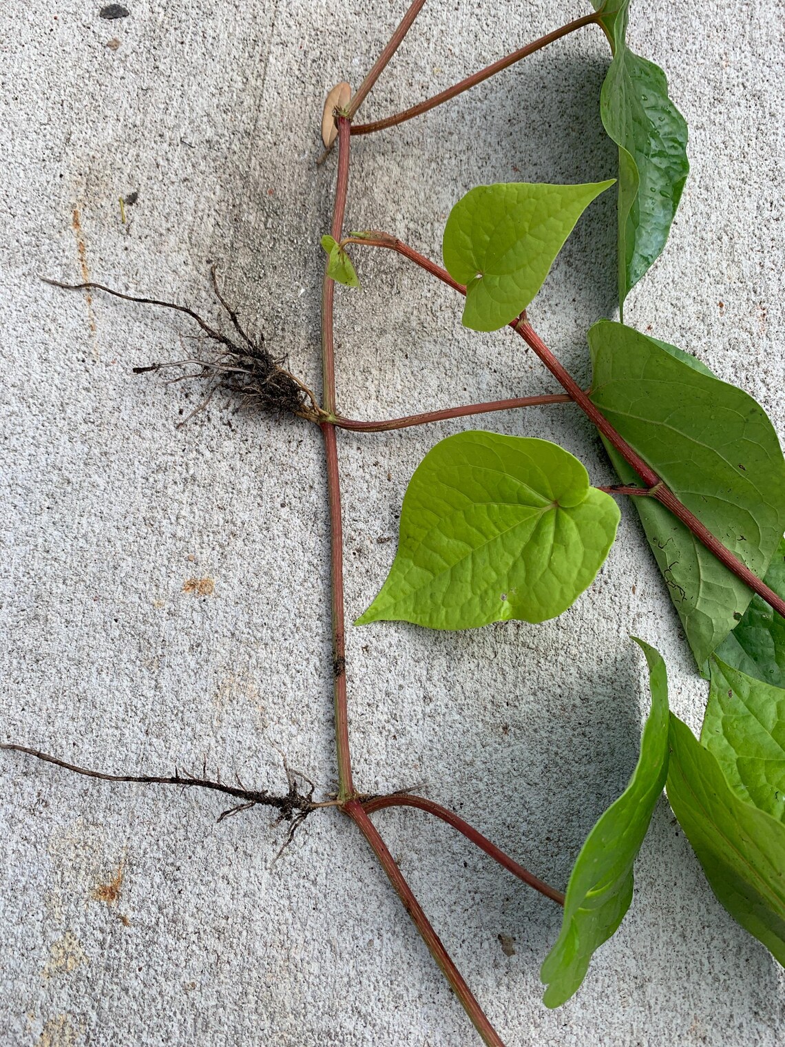 Betel Vine Plant / Piper Betle L/ Grows Well Indoors. Three Rooted ...