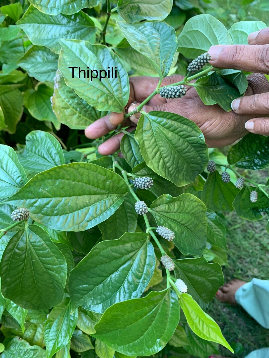 Thippili Piper Longum - Etsy