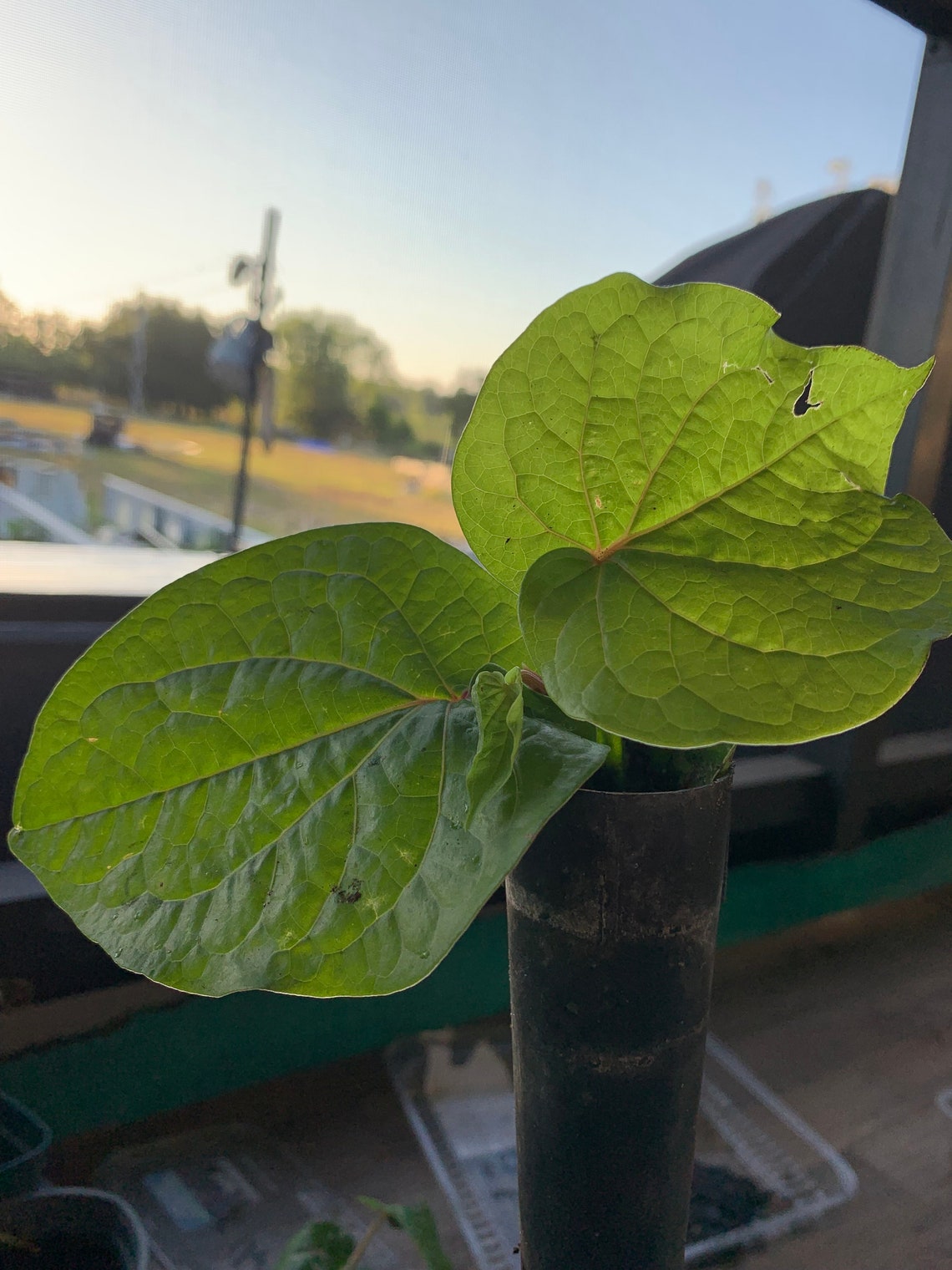 Betel Vine Plant / Piper Betle L/ Grows Well Indoors. Three Rooted ...