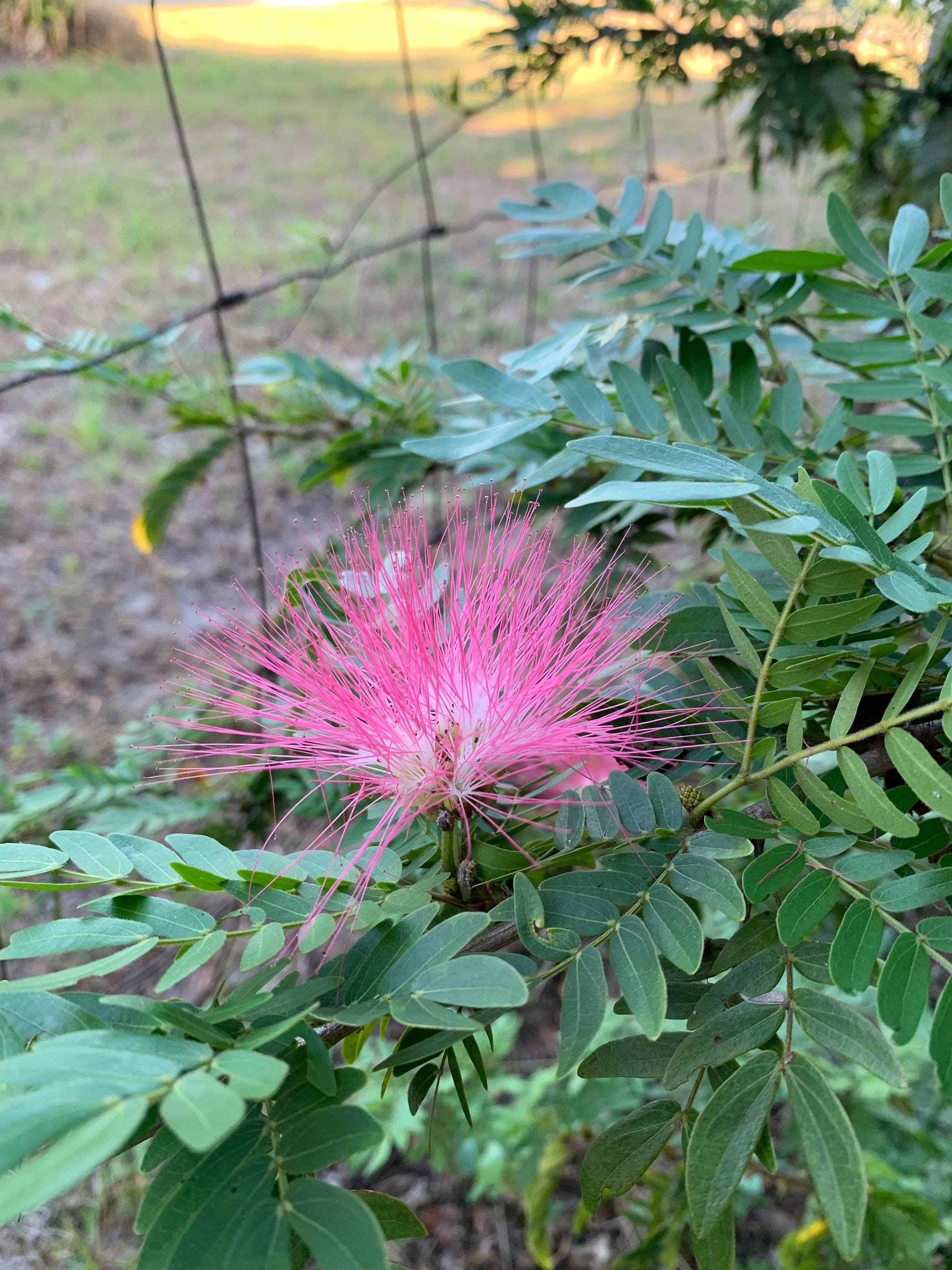 Pink Powder Puff Tree (calliandra Surinamensis) Grows as a Bush 15’ to ...