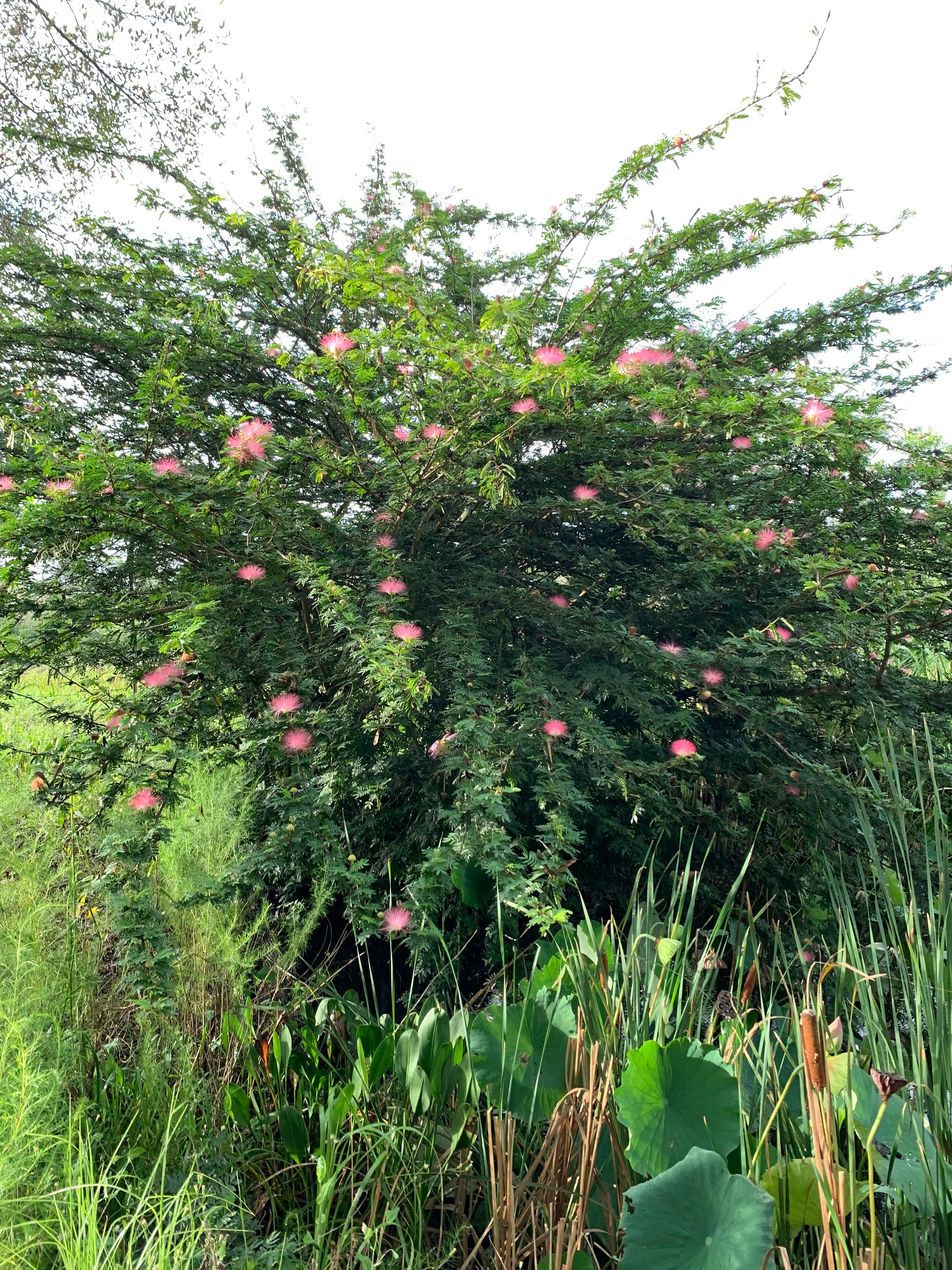 Pink Powder Puff Tree (calliandra Surinamensis) Grows as a Bush 15’ to ...