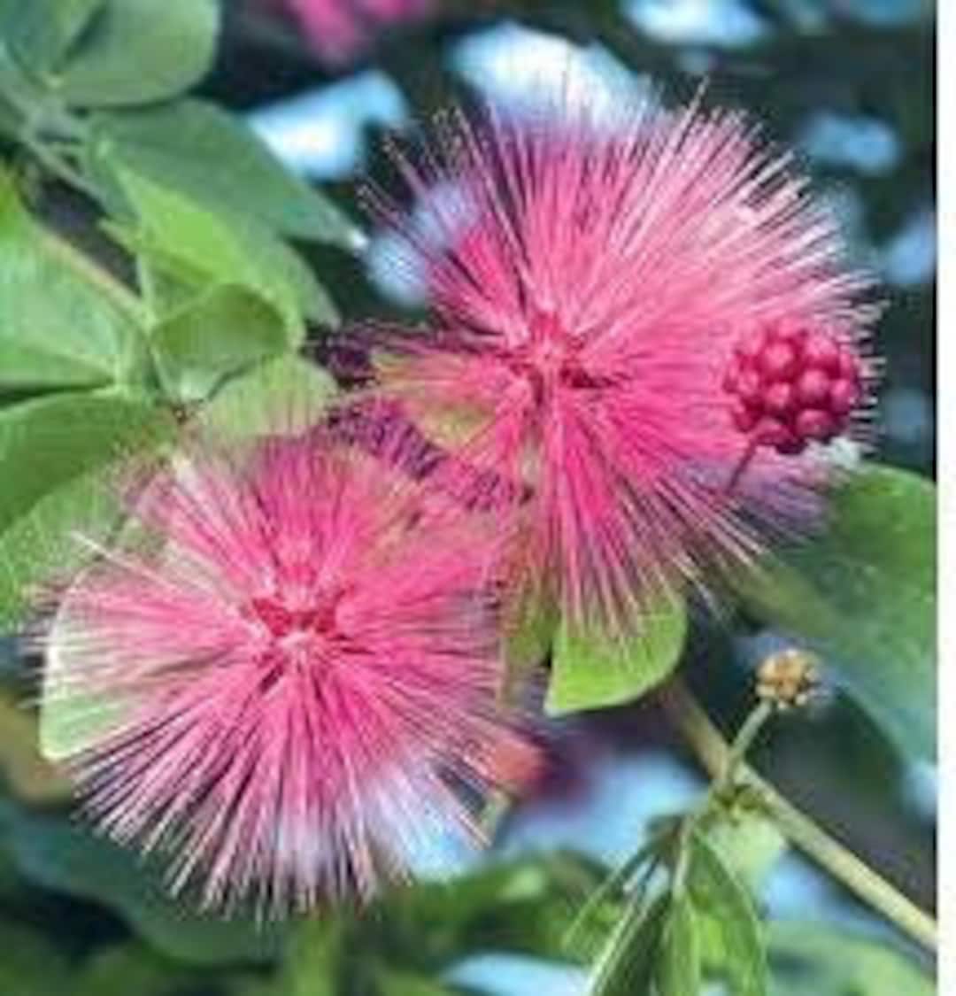 Pink Powder Puff Tree calliandra Emarginsta - Etsy