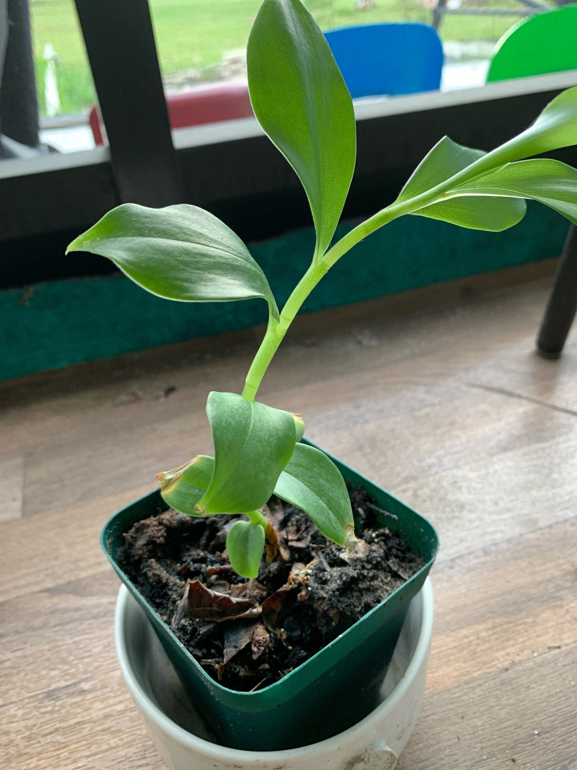 Insulin Plant (costus Igneus) Rhizome and a Growing Bud. 3”plant If ...