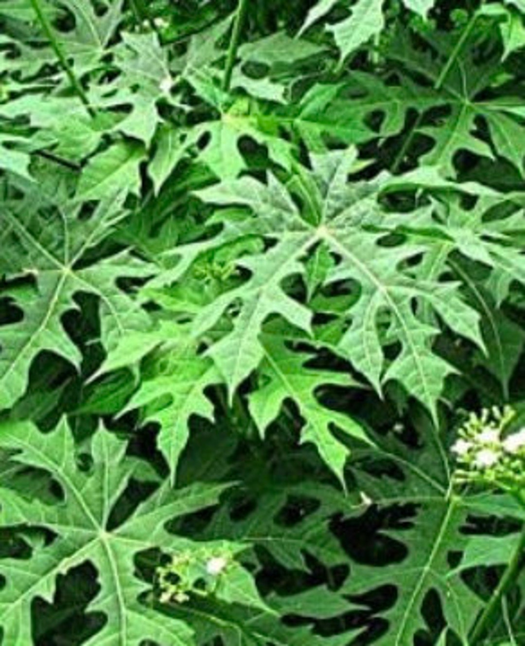 Chaya Maya Mexican Tree Spinach 4cuttings. Cnidoscolus Chayamansa ...