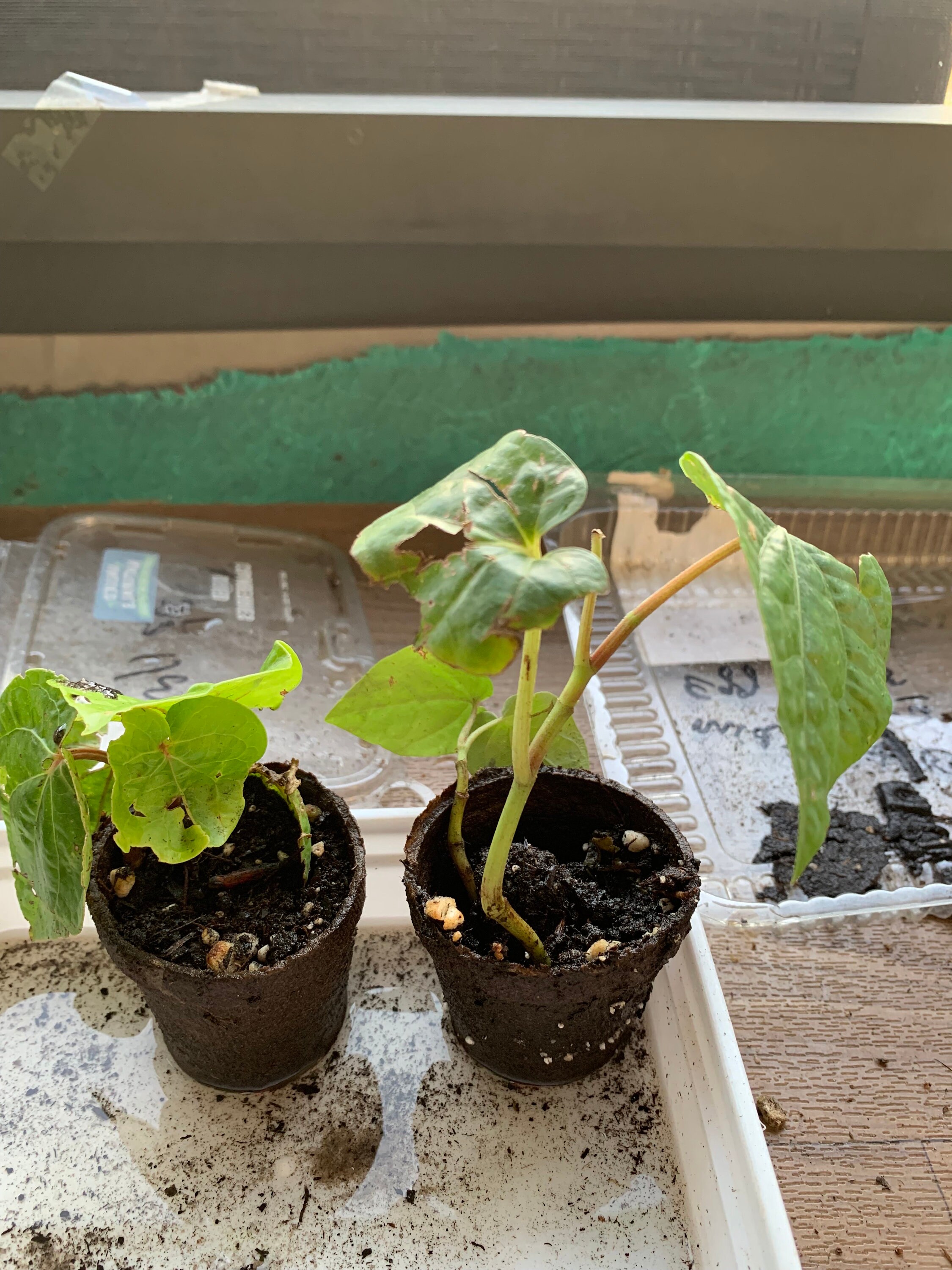 Betel Vine Plant / Piper Betle L/ Grows Well Indoors. Three Rooted ...