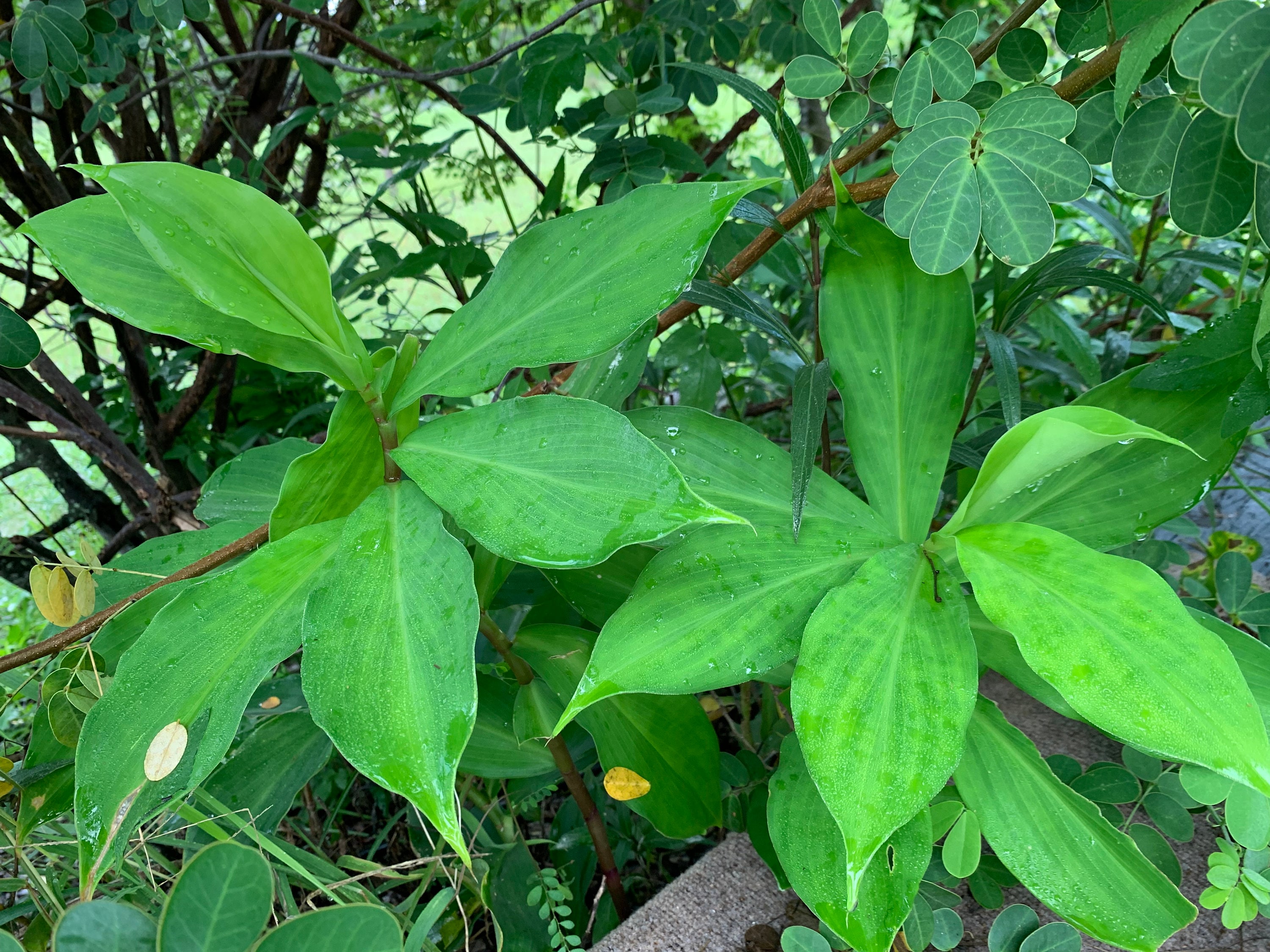 Insulin Plant (costus Igneus) Rhizome and a Growing Bud. 3”plant If ...
