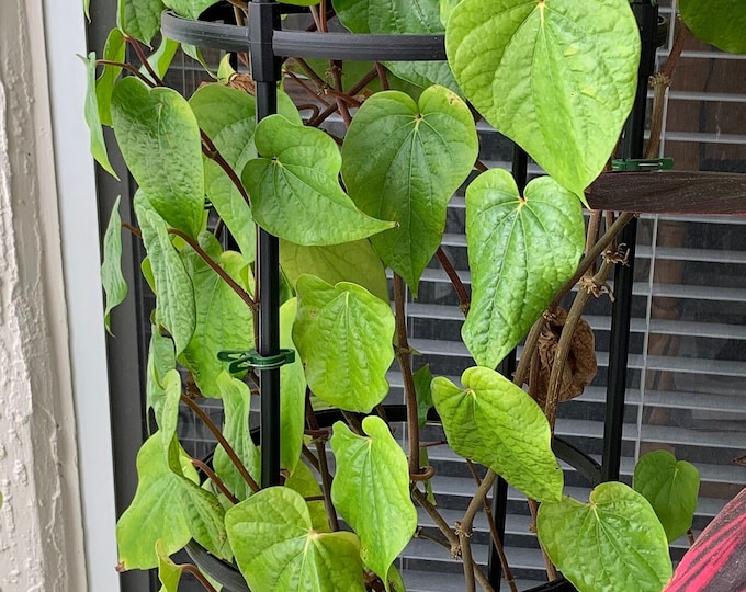 Betel Vine Plant / Piper Betle L/ Grows Well Indoors. Three Rooted ...