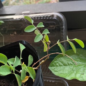 Blue Butterfly Pea (aprajita)(sangu Poo)rooted 6” Vine. - Etsy