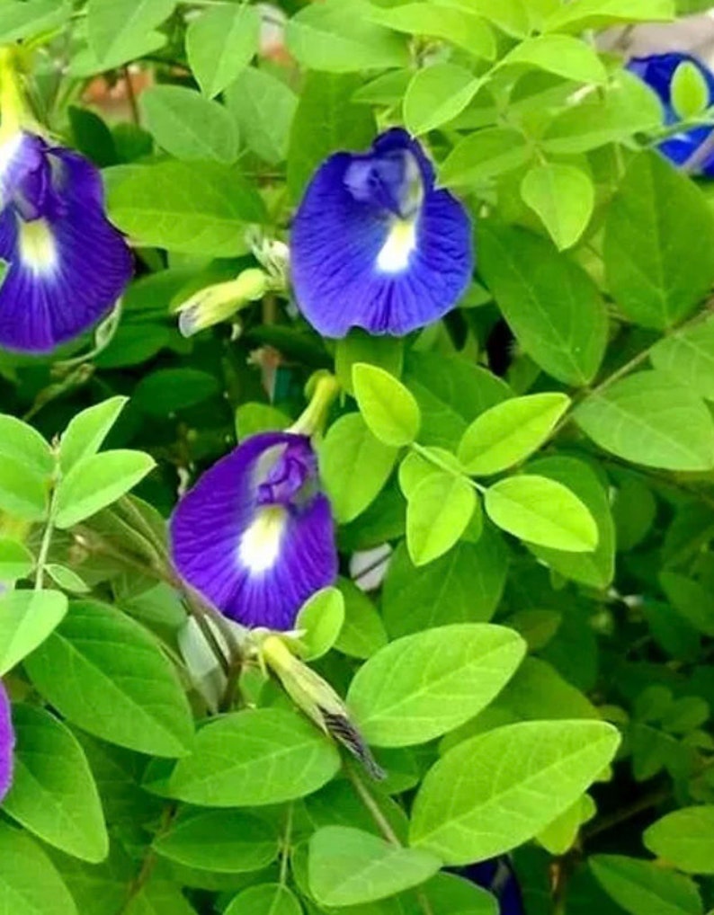Blue Butterfly Pea SEEDS sangu Poo Free Shipping - Etsy