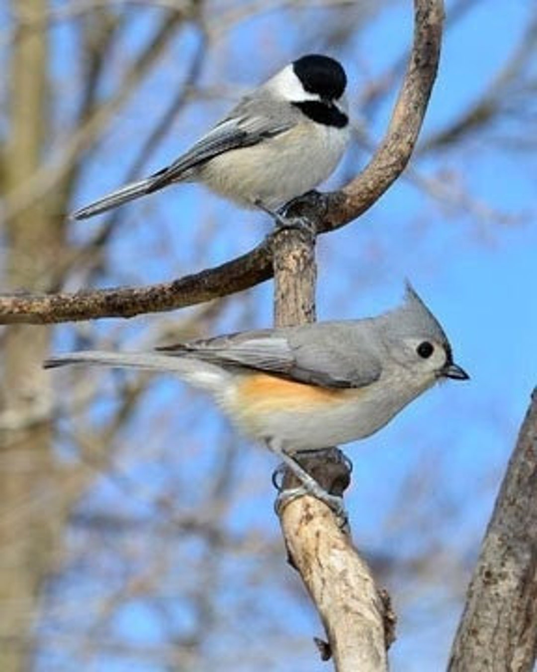 Chickadee-titmouse Photo 11x14 Print - Etsy