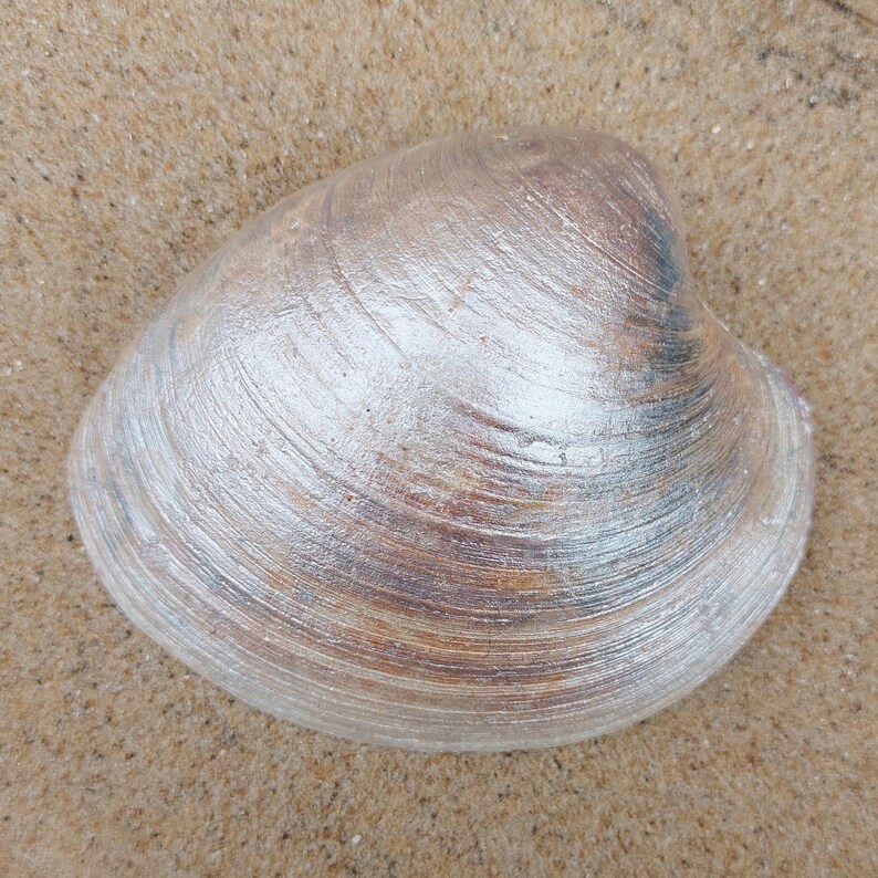 Hydrangea Design Clam Shell Trinket Dish ~ Handpainted, Decoupaged ...