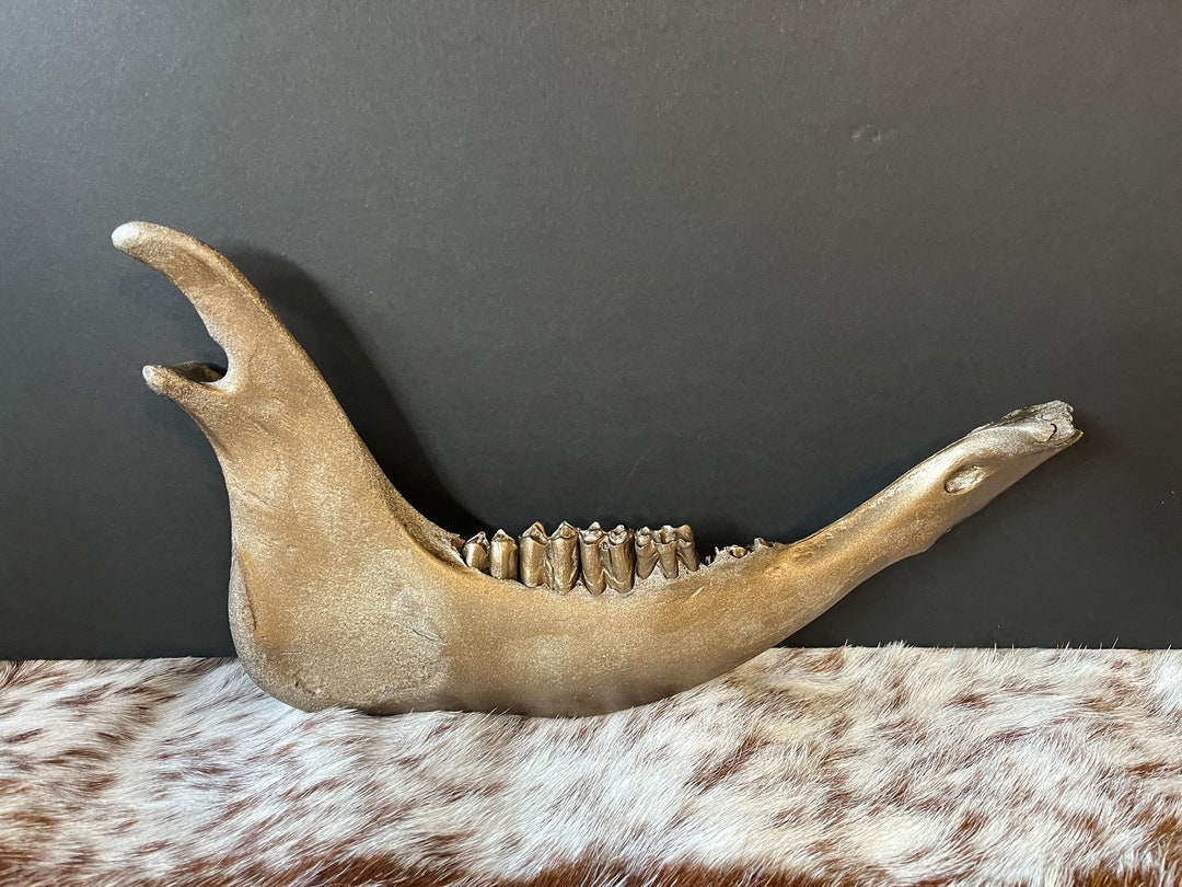Painted Cow Lower Jaw Bone - Etsy