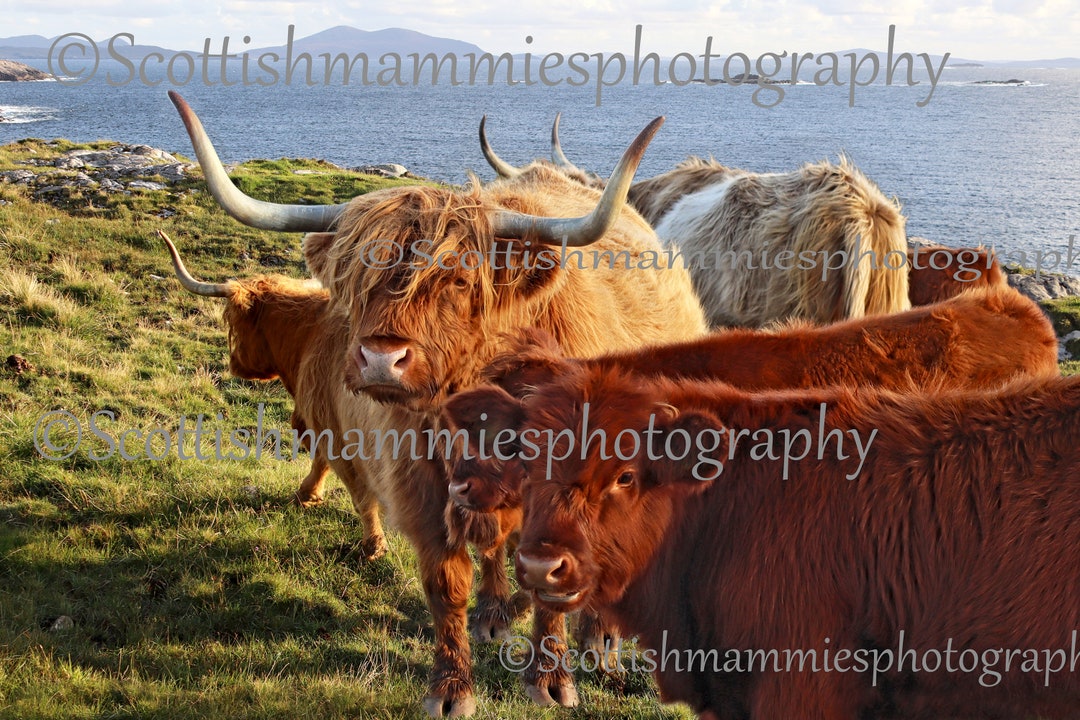Highland Cow coo Family Digital Download, Printable Wall Art. Digital ...