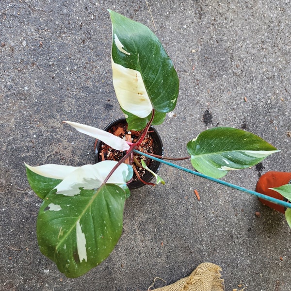 Philodendron Red Anderson - Etsy