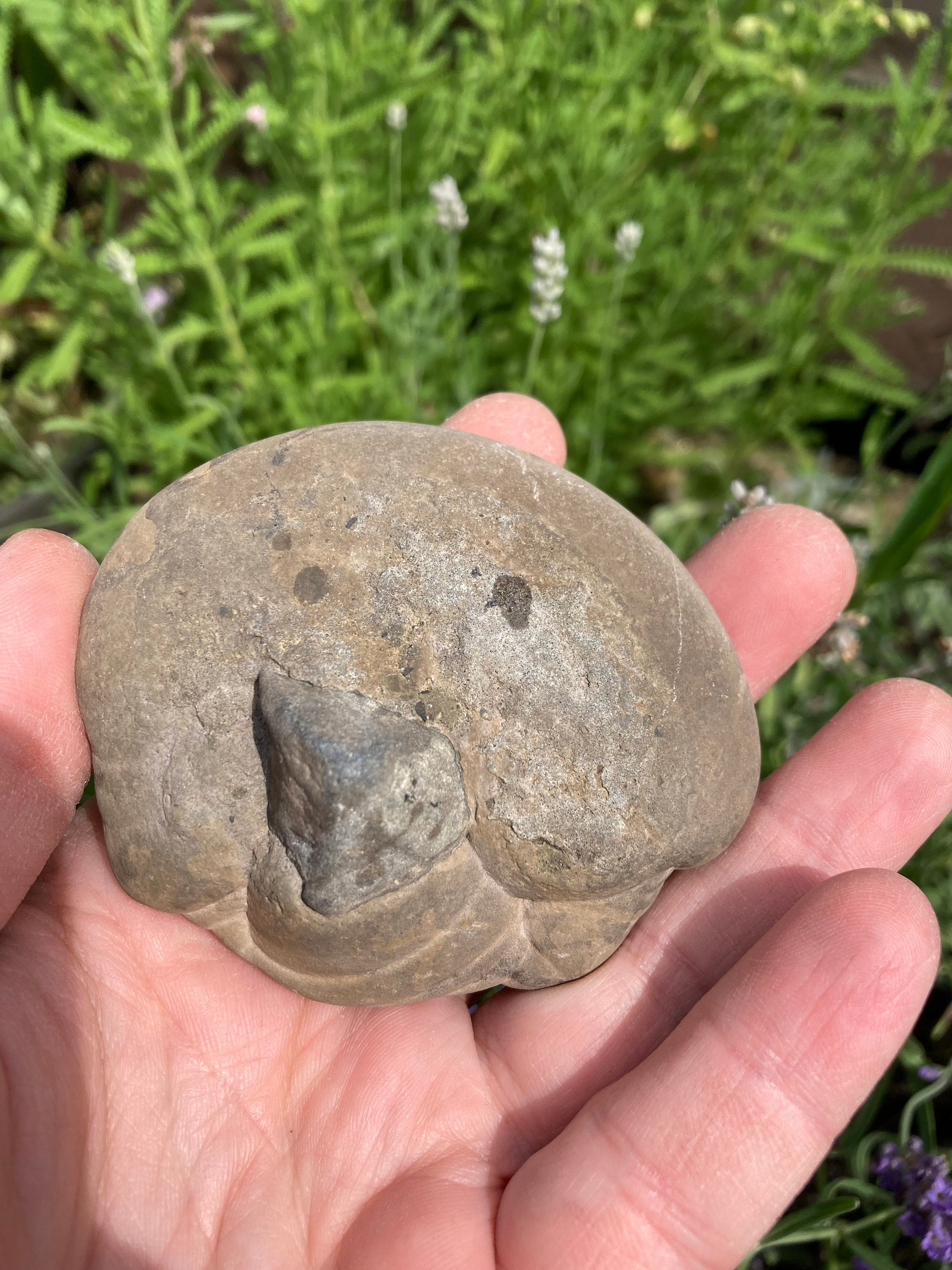 Rare Concretion / Fairy Stone / Goddess Stone - Etsy