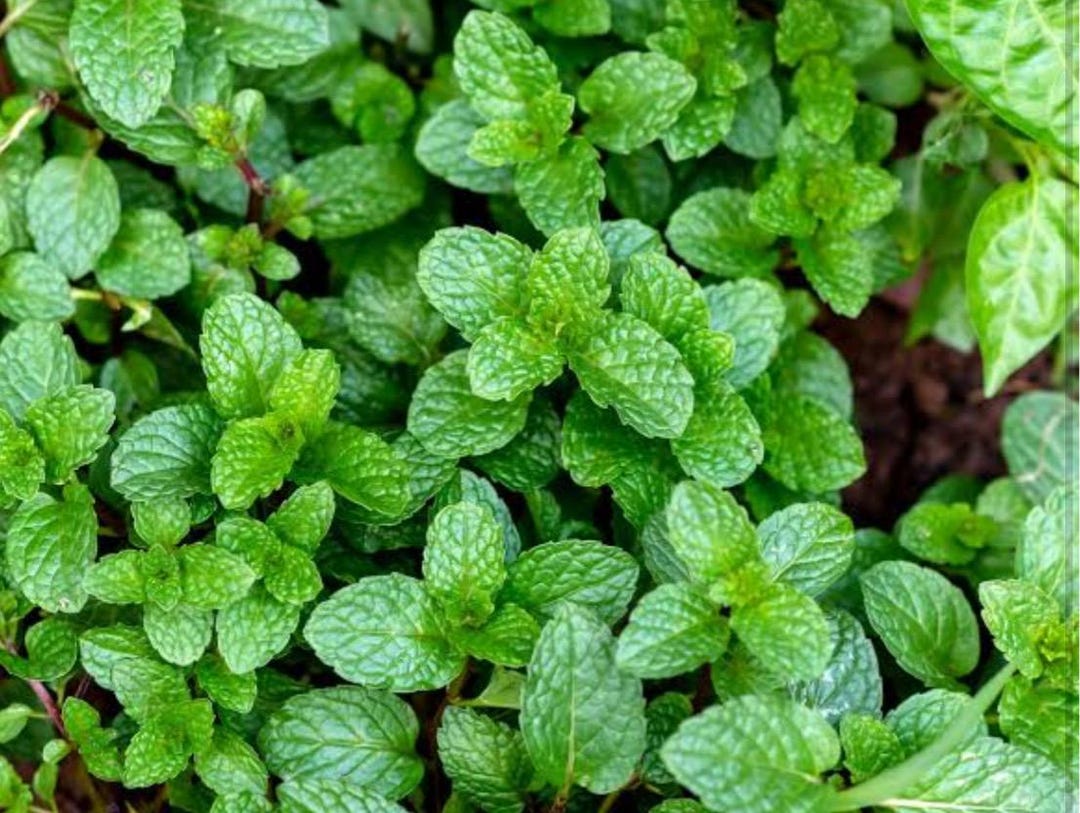 Organic Dried Peppermint Leaves – Refreshing Herbal Loose Leaf Tea ...