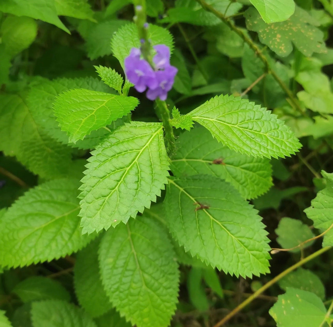 Vervain Tea Leaves / Vervine or Verbena, Jamaican Blue Vervain - Etsy