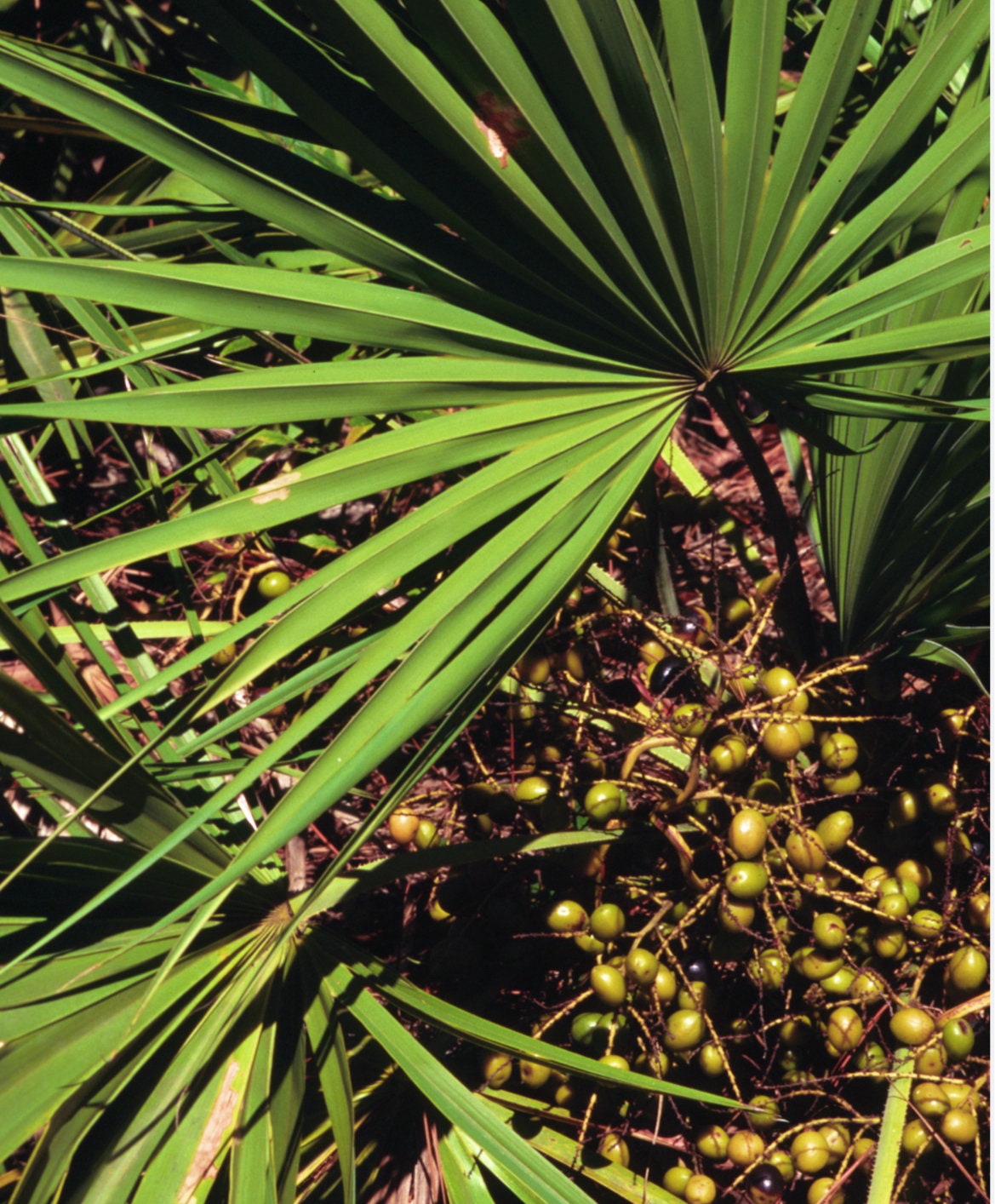 Saw Palmetto Berries (whole Dried Berries), Serenoa Repens - Etsy