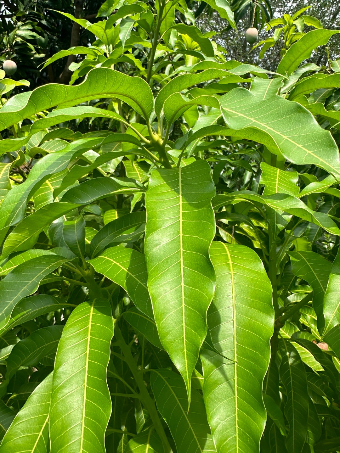 Fresh Harvested Mango Leaves , Dehydrated and Packaged for You. - Etsy