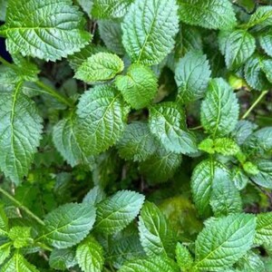 Vervain Tea Leaves / Vervine or Verbena, Jamaican Blue Vervain - Etsy