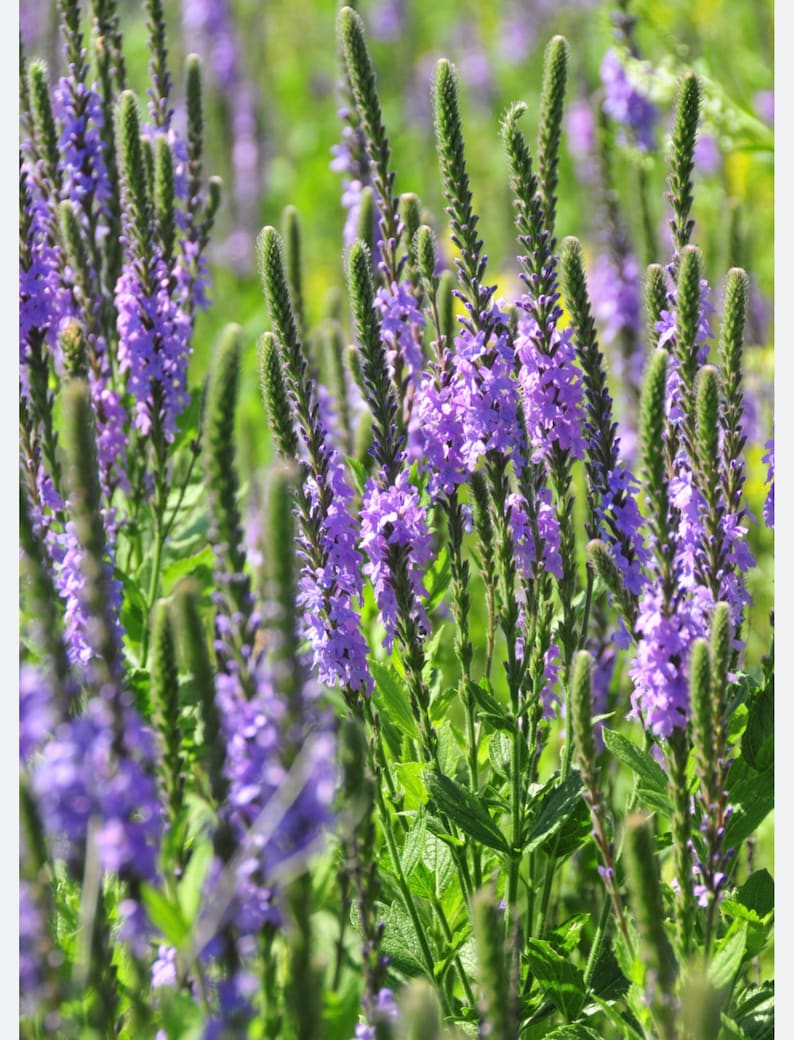 Vervain Tea Leaves / Vervine or Verbena, Jamaican Blue Vervain - Etsy