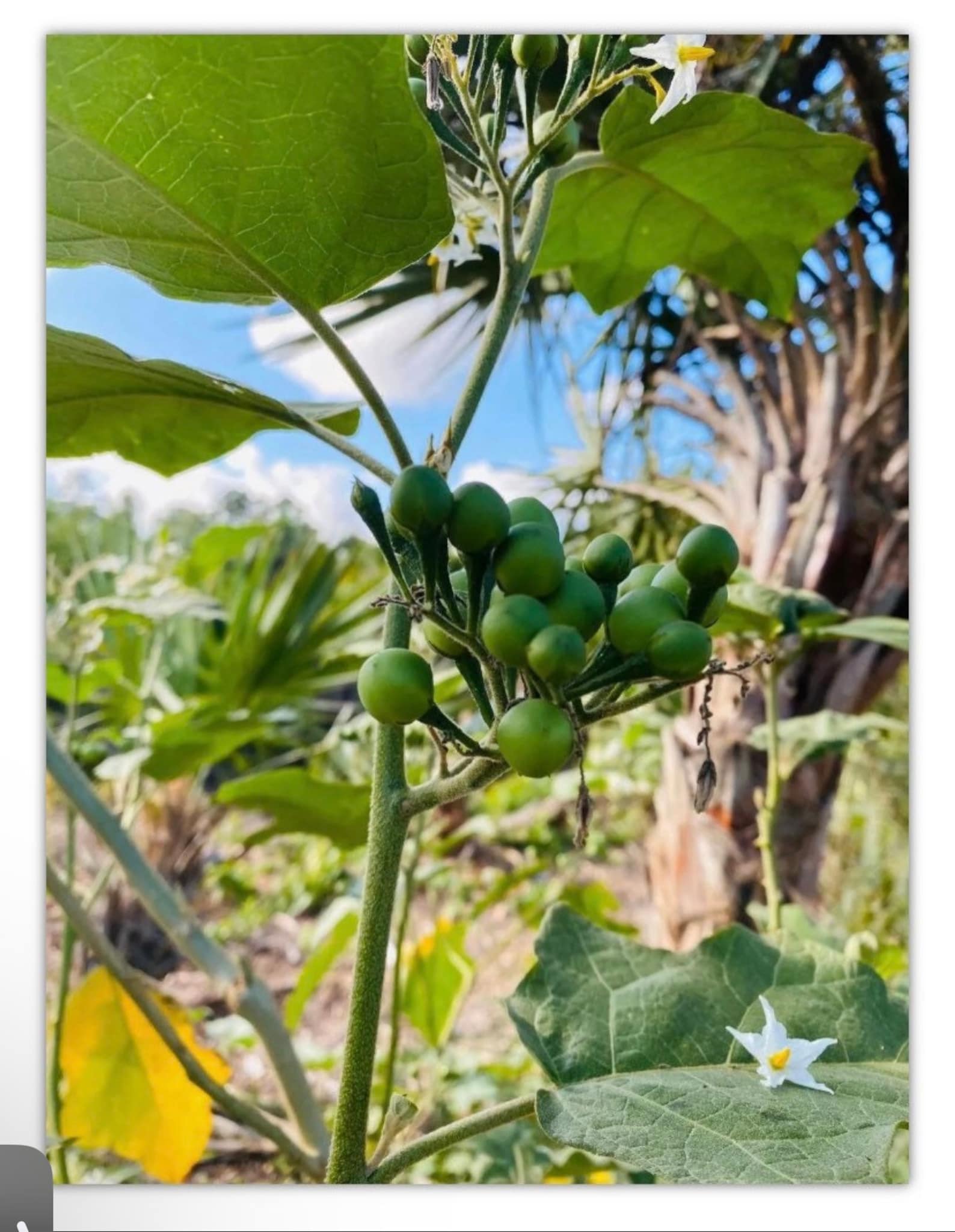 Sussumber Leaves / Turkey Berry Leaves - Etsy