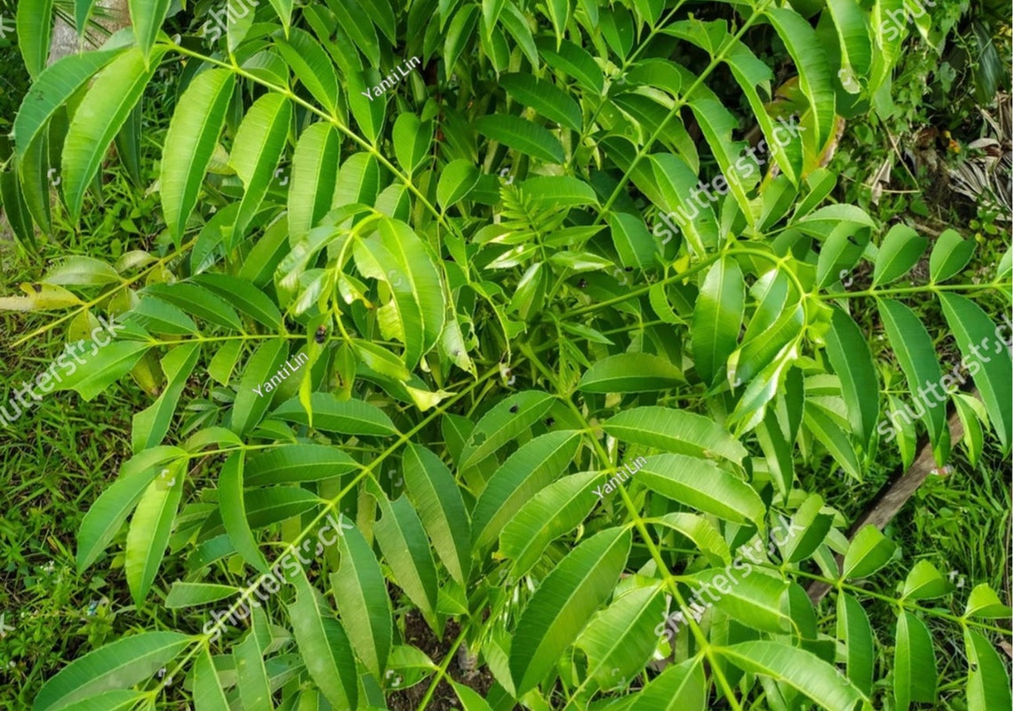 Hog Plum Leaves - Tea Leaves - Etsy