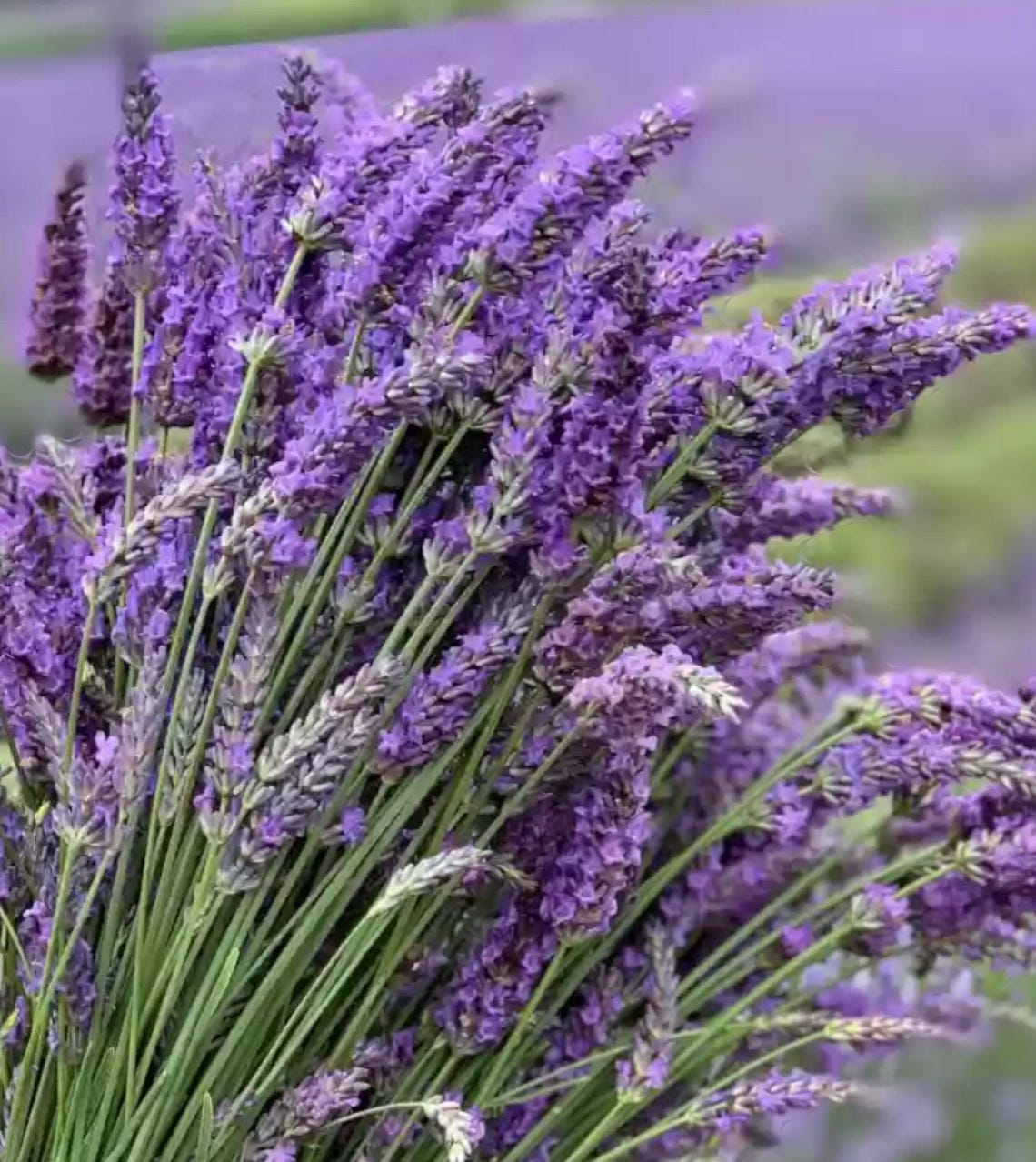 Organic Dried Lavender Flowers | Fragrant, Culinary-grade Lavender Buds ...