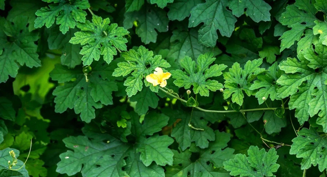 Cerasee Tea Leaves / Jamaican Tea - Etsy