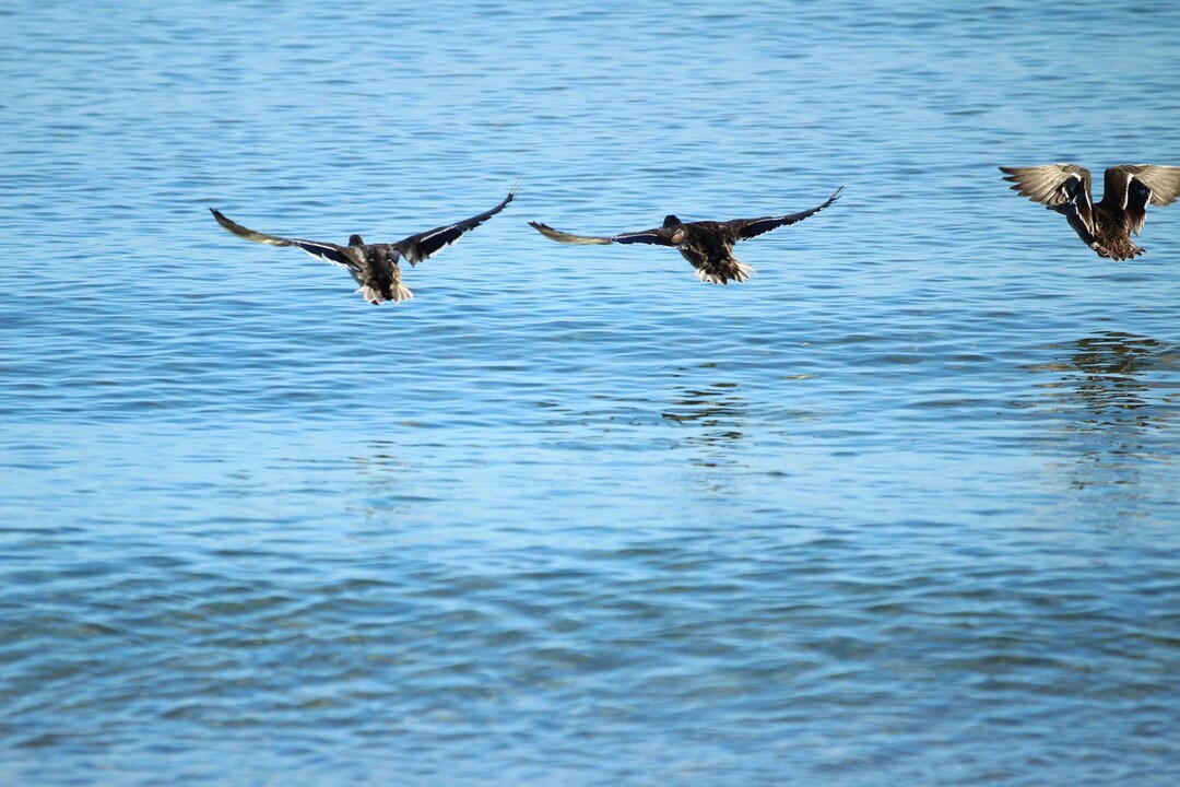 Birds in Flight~traverse City, MI. Digital Photography 2:3 Ratio - Etsy