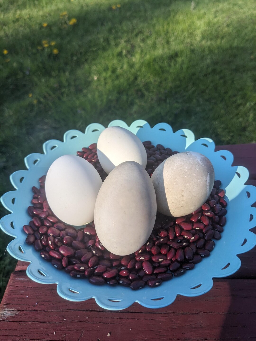Fawn Runner Duck and Cayuga Eggs Emptied, Sanitized, Dried. Pysanky ...