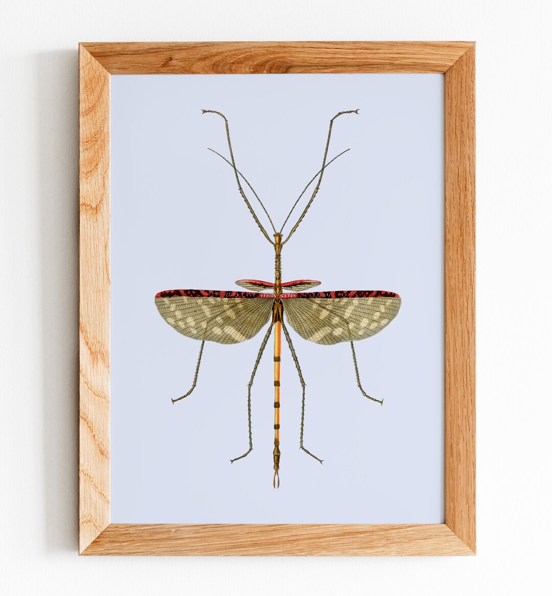 Titan Stick Insect (cyphocrana Titan) - Colourful Illustration Print ...