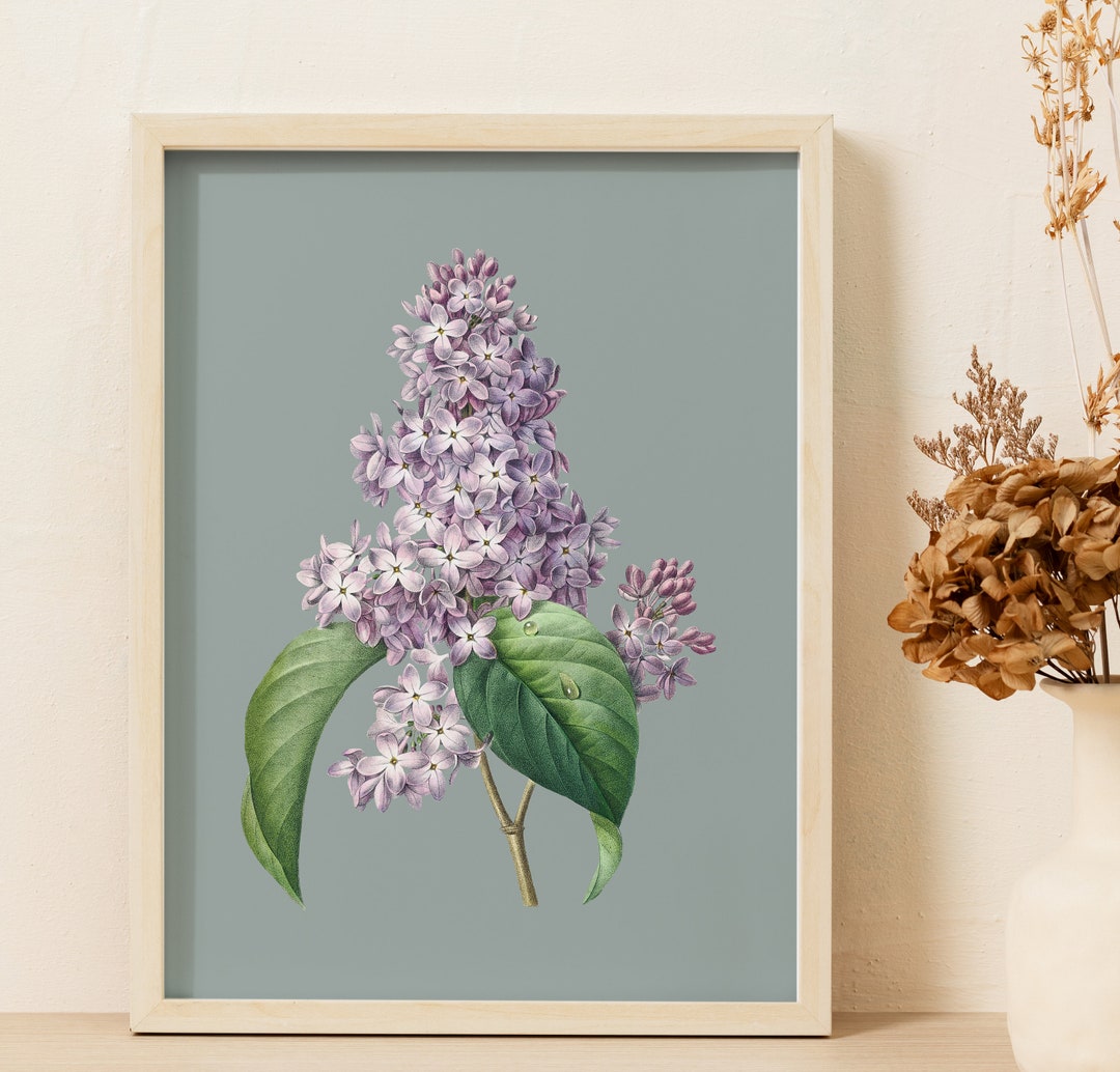 Lilac Flower syringa Vulgaris Colourful Botanical - Etsy