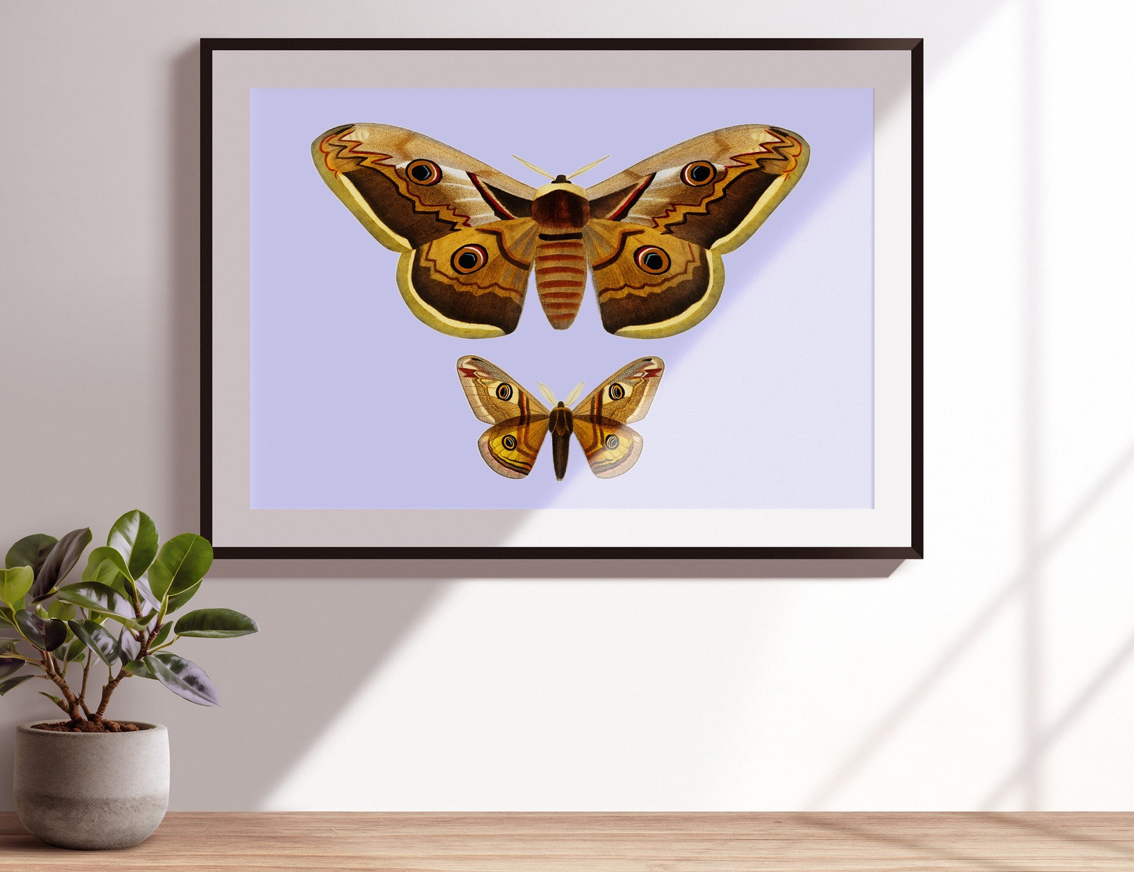 Emperor Moths (atticus Pavonia Major and Minor) - Colourful ...