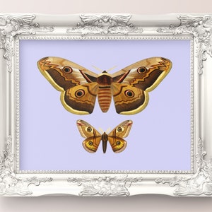 Emperor Moths (atticus Pavonia Major and Minor) - Colourful ...