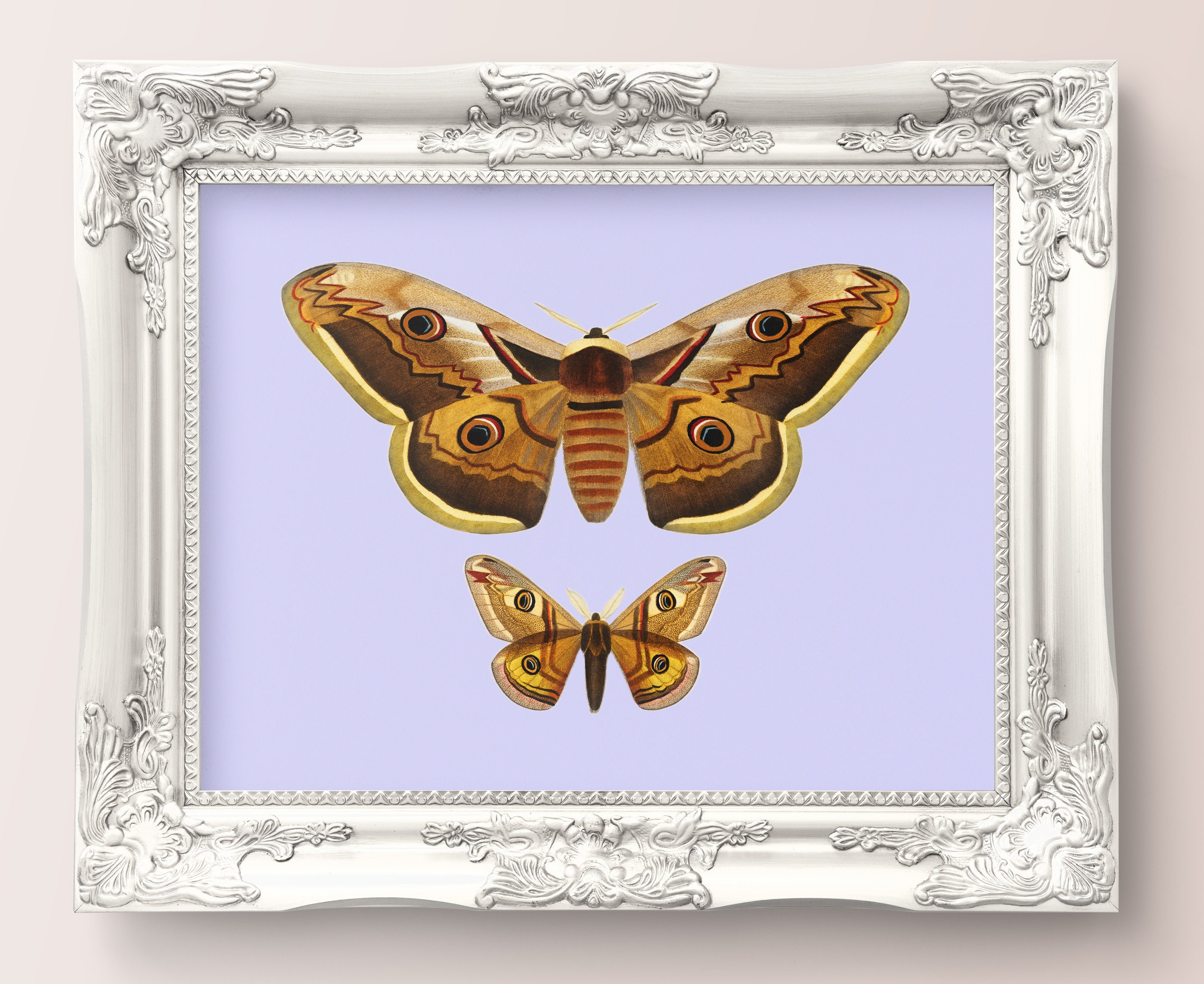 Emperor Moths (atticus Pavonia Major and Minor) - Colourful ...