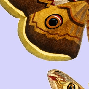 Emperor Moths (atticus Pavonia Major and Minor) - Colourful ...