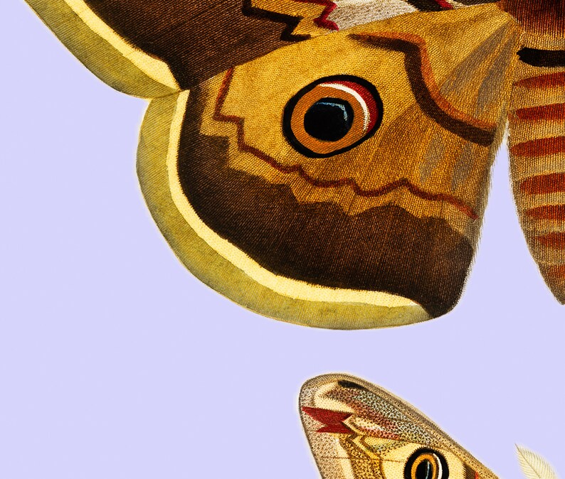 Emperor Moths (atticus Pavonia Major and Minor) - Colourful ...