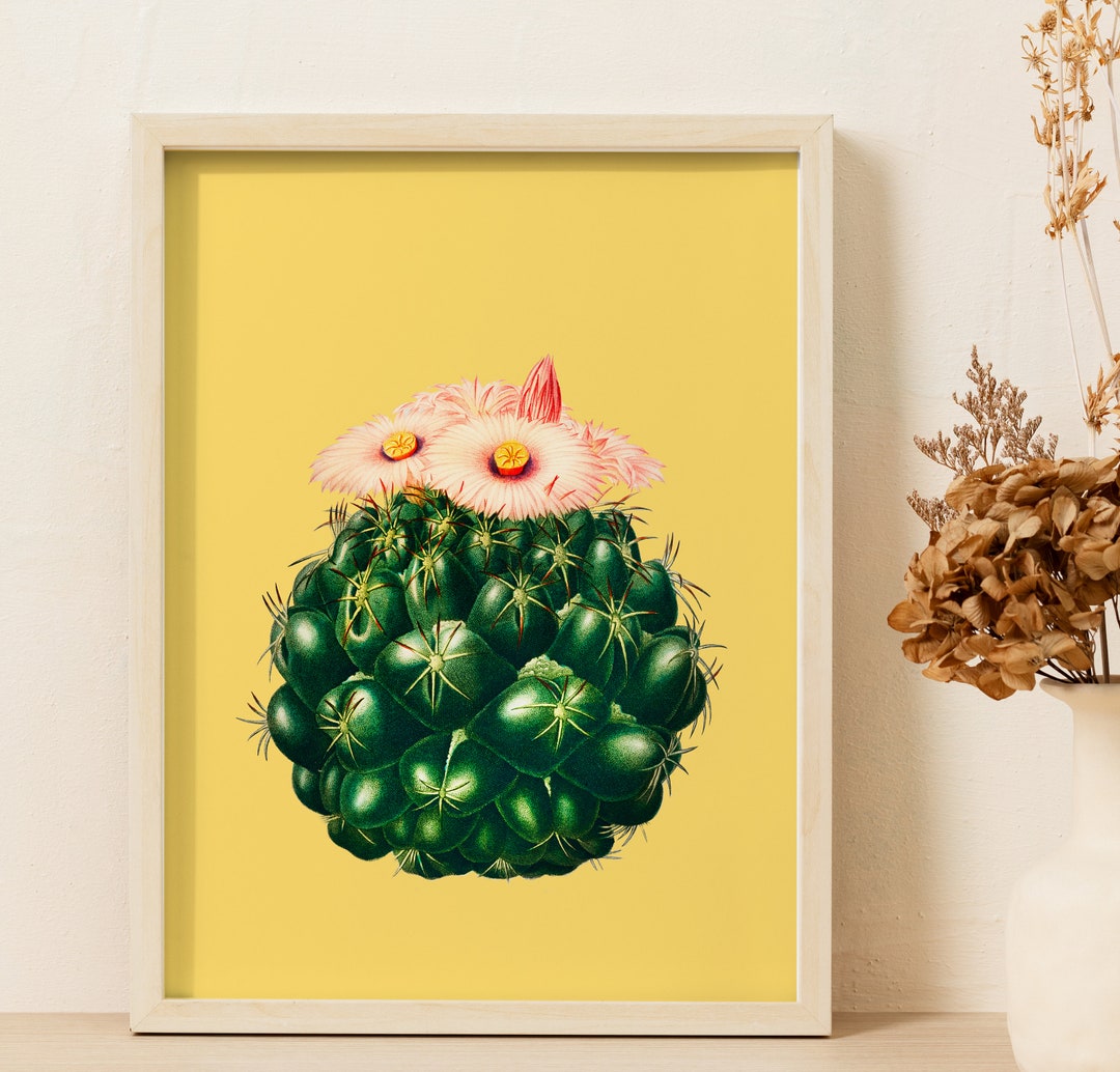 Elephant's Tooth Cactus (mammillaria Elephantidens) - Colourful ...